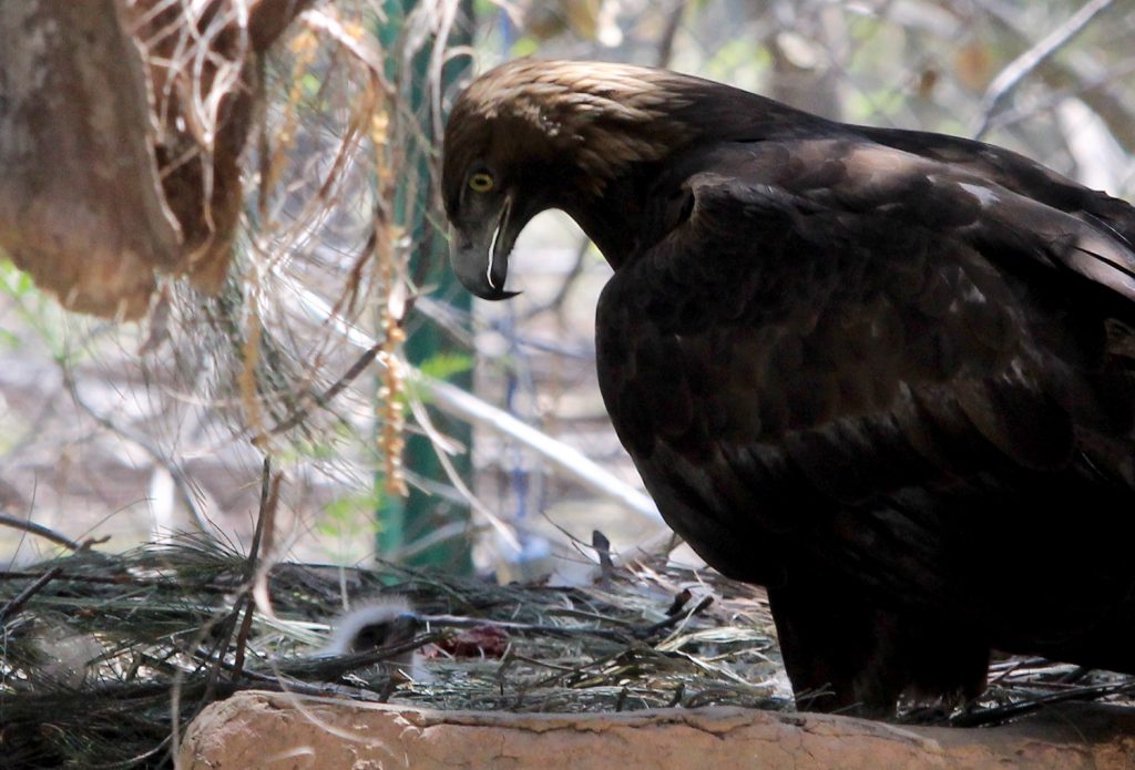 El Zoológico de León logra grandes éxitos en programas de reproducción ...