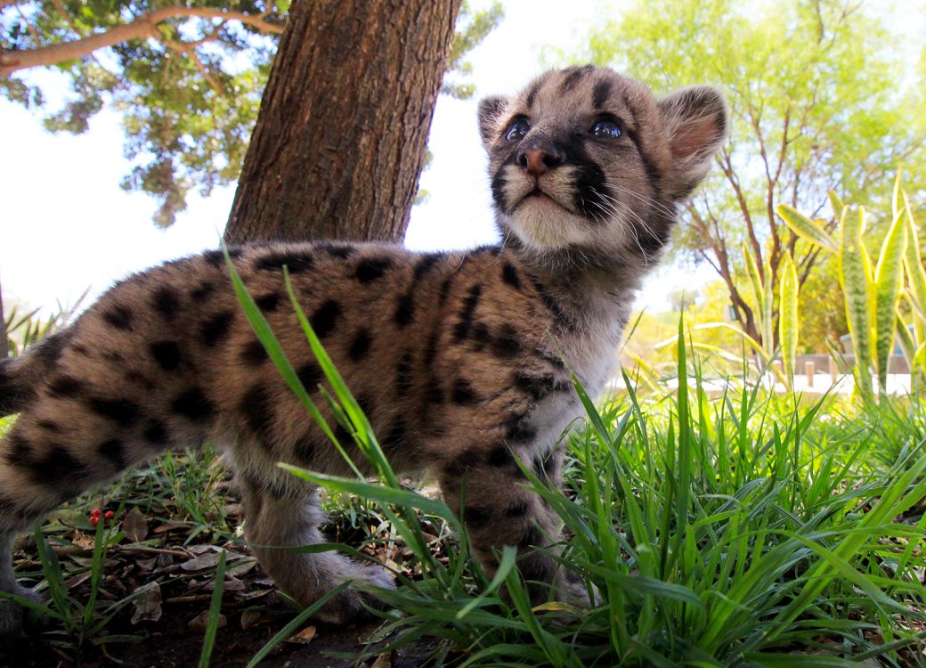 Nace un Puma americano en el zoológico de León | gtoviaja | Revista de ...