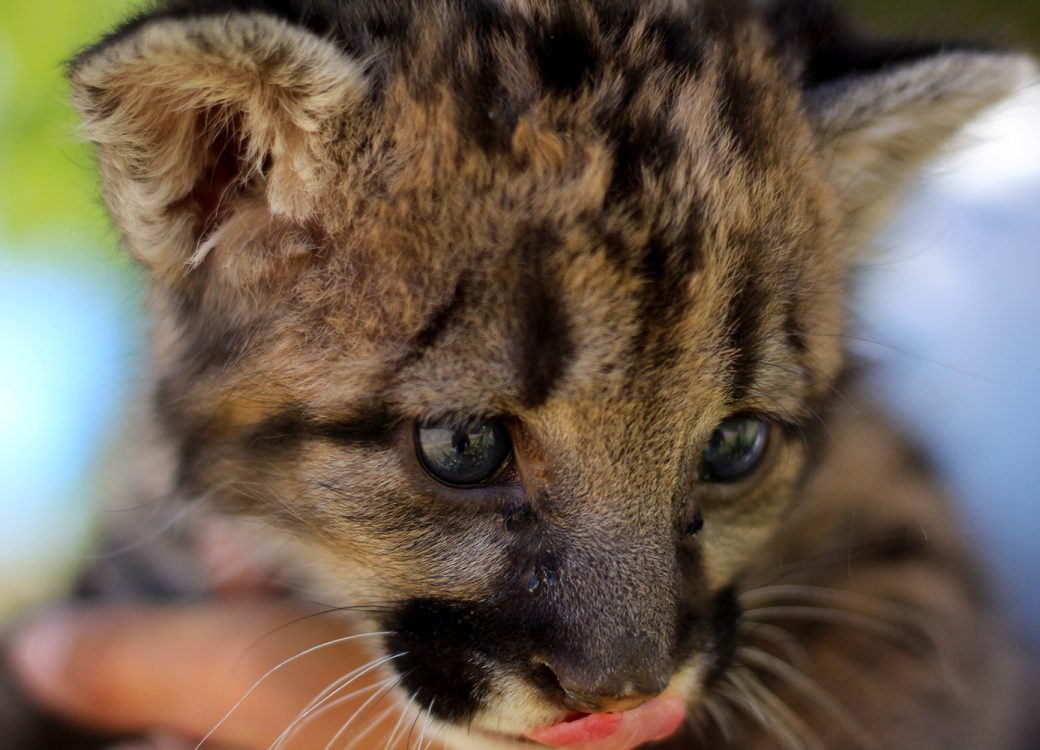 Nace un Puma americano en el zoológico de León | gtoviaja | Revista de ...