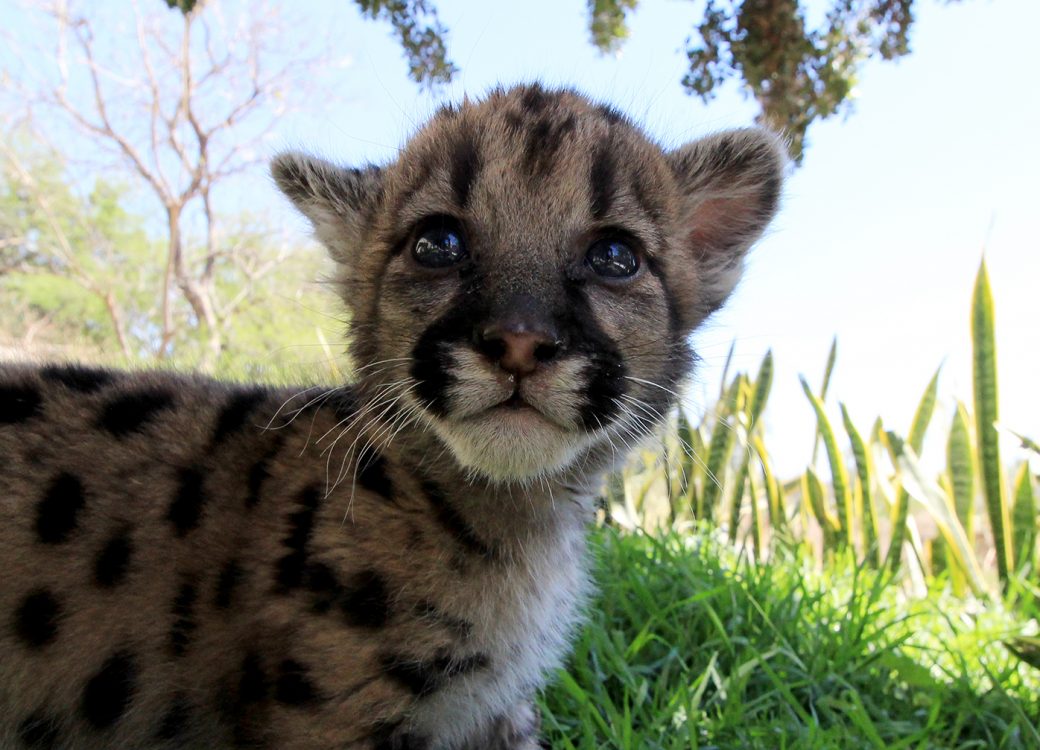 Nace un Puma americano en el zoológico de León | gtoviaja | Revista de ...