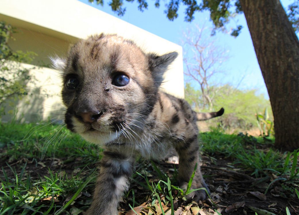 Nace un Puma americano en el zoológico de León | gtoviaja | Revista de ...